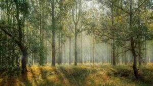 An Essay on Top 10 Uses of Forests [Importance & Utilization ...